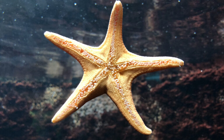 10 curiosidades sobre las estrellas de mar - WiKio
